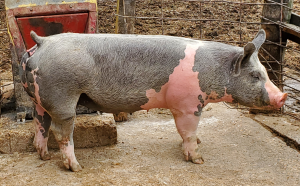Show Pig Nutrition – Livestock