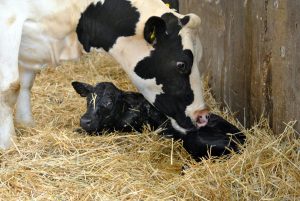 Feeding the Newborn Calf – Livestock