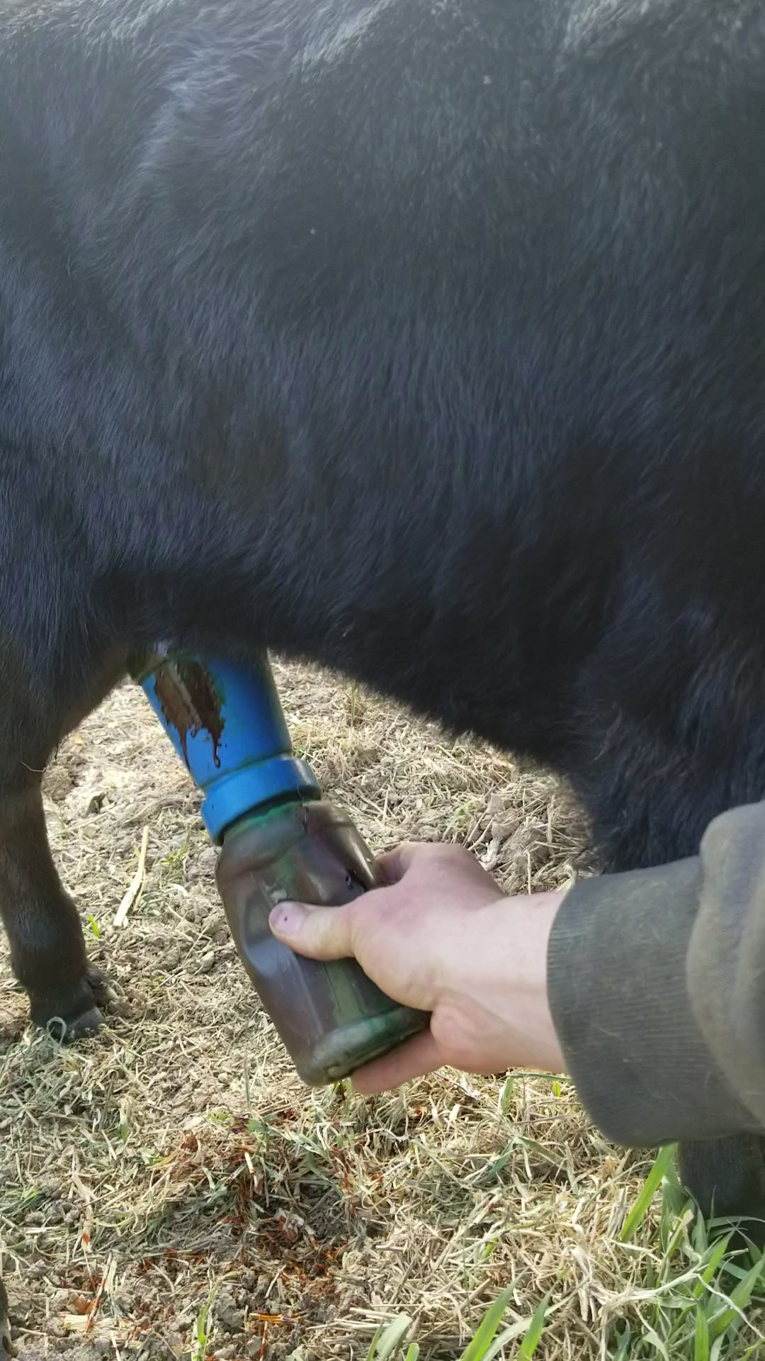 Navel Care for Beef x Dairy Calves – Livestock