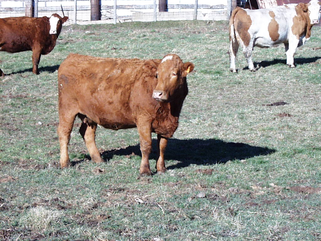 Rugging Up Your Cows – Livestock
