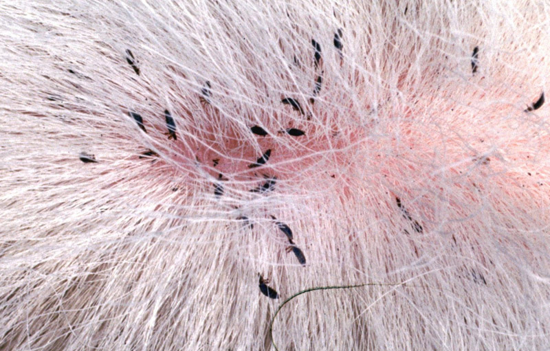 Lice Management For Cattle – Livestock