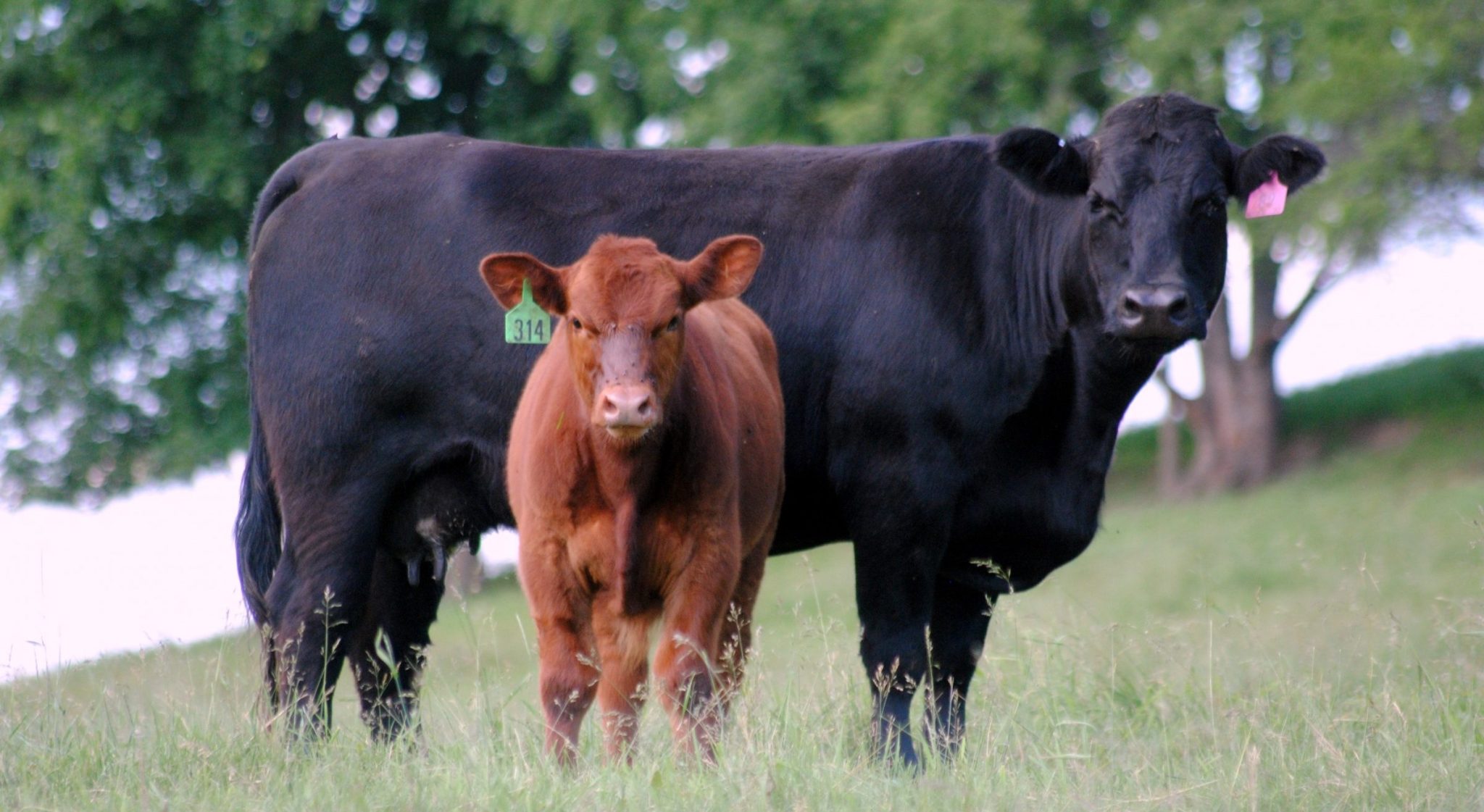 Livestock – Division of Extension