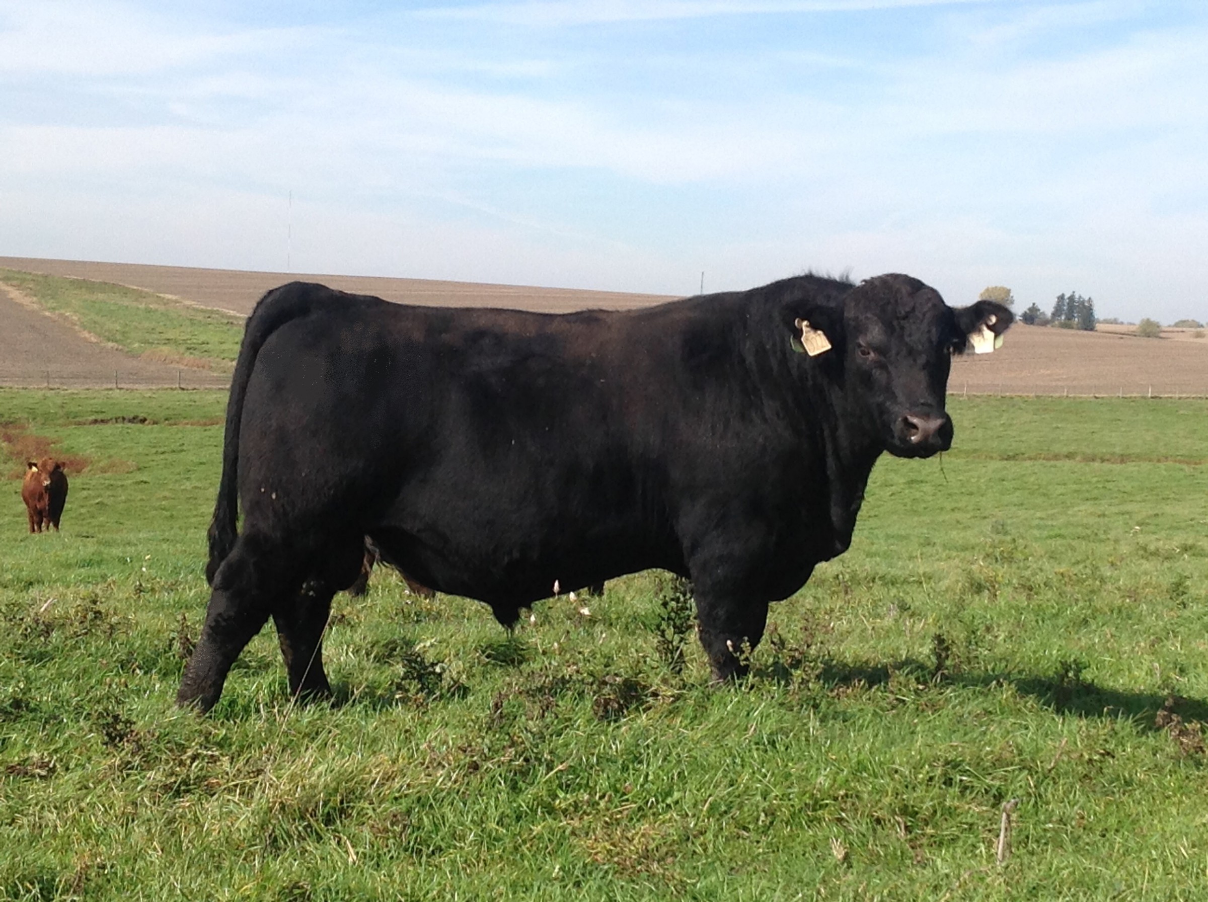 Genetics & Reproduction – Page 3 – Livestock