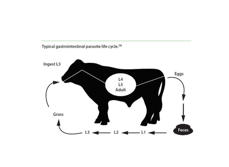 Managing worms on summer pastures – Livestock