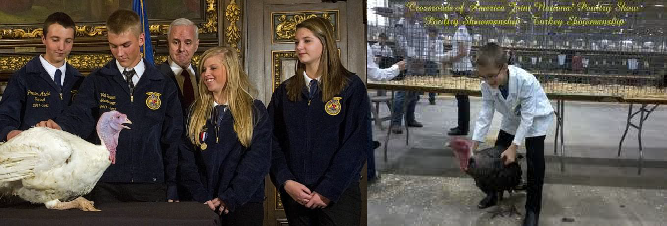 Raising Turkeys as a 4-H or FFA Project – Livestock