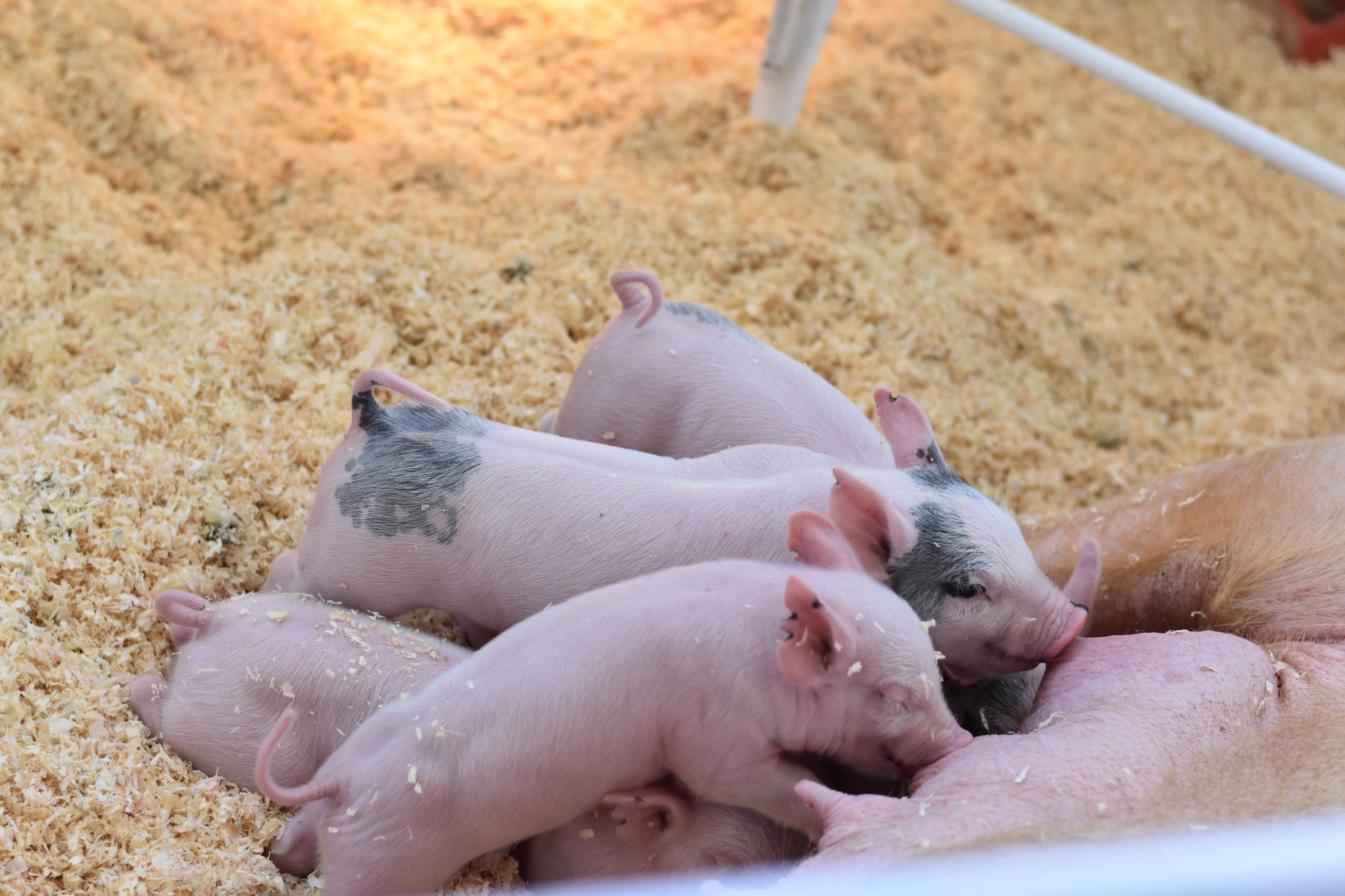Secondary iron injection to suckling pigs prior to weaning – 2021 ...