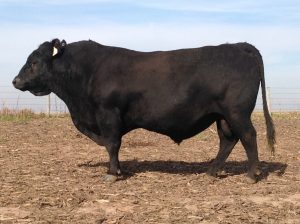 When to Cull Bulls – Livestock