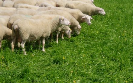 New Sheep Operation Enterprise Budget Tool available for farmers ...