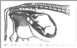 Three Stages of Bovine Parturition – Livestock