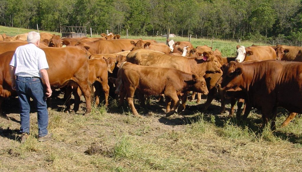 Cattle Handling and Stockmanship Influence on Animal Performance ...