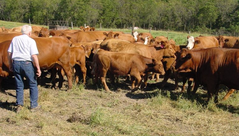 Cattle Handling and Stockmanship Influence on Animal Performance ...