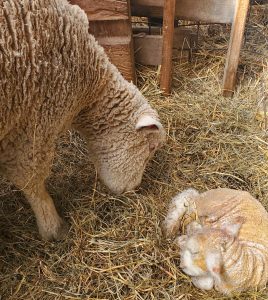 New Sheep Operation Enterprise Budget Tool available for farmers ...