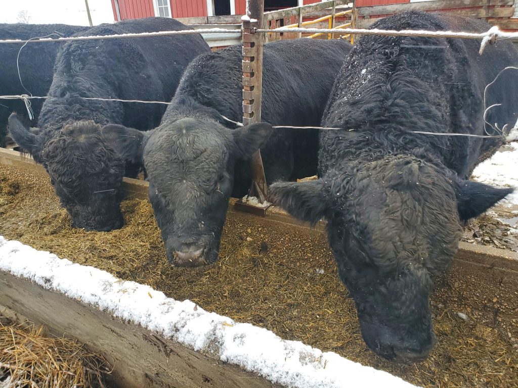 Livestock – Division of Extension
