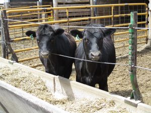 Beef x Dairy Crossbreeding and calf management practices on Wisconsin ...