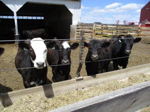 Beef x Dairy Crossbreeding and calf management practices on Wisconsin ...