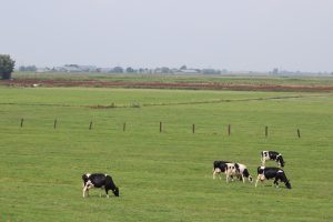 Spring pasture weed management – Livestock