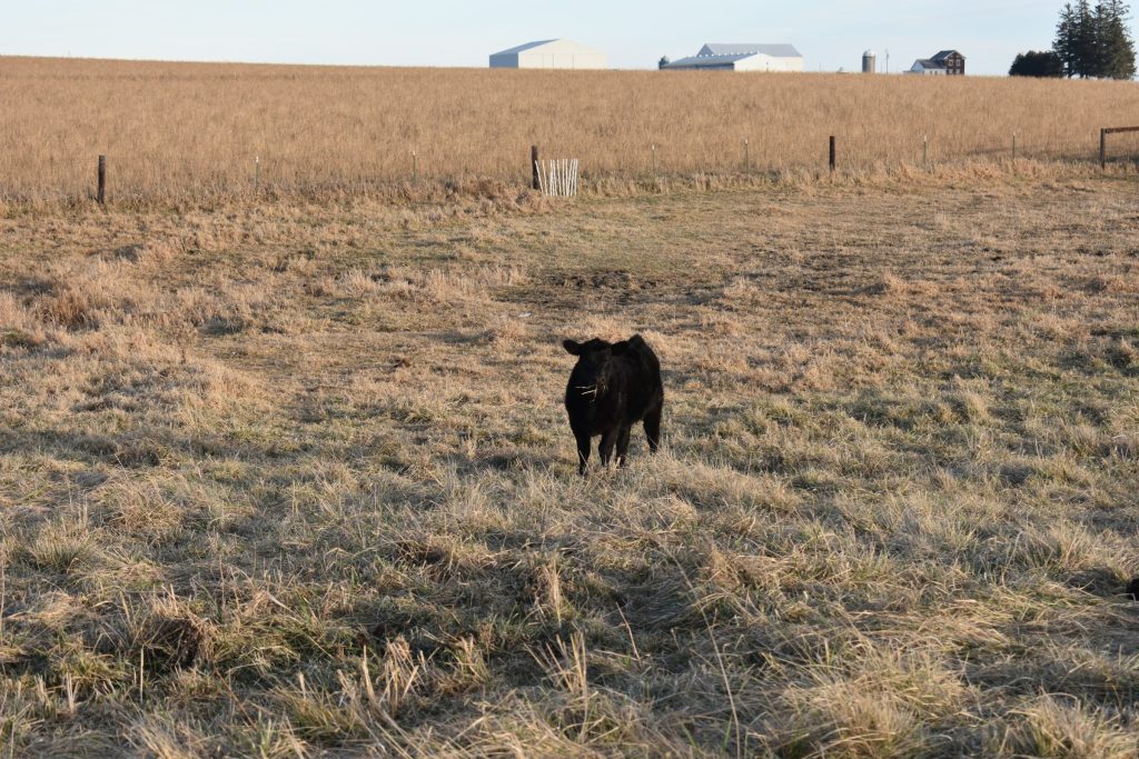 Livestock – Division of Extension