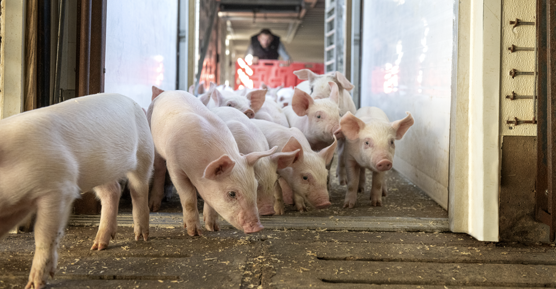Keeping swine and their caretakers cool in the summer – Livestock