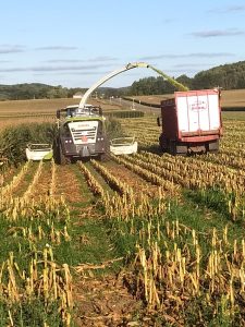 Corn silage opportunities and considerations for drought-stressed corn ...