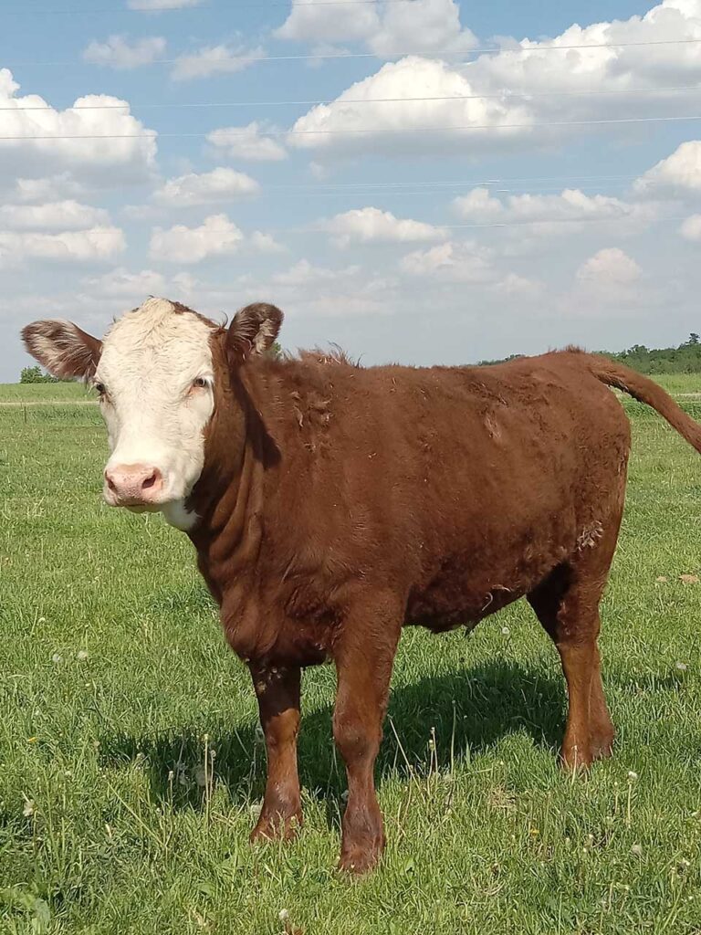 Target Age and Weight When Breeding Beef Heifers – Livestock