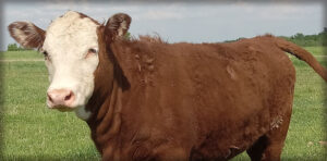 Target Age and Weight When Breeding Beef Heifers – Livestock