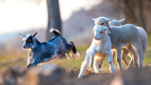 Biosecurity for bringing home new sheep and goats – Livestock