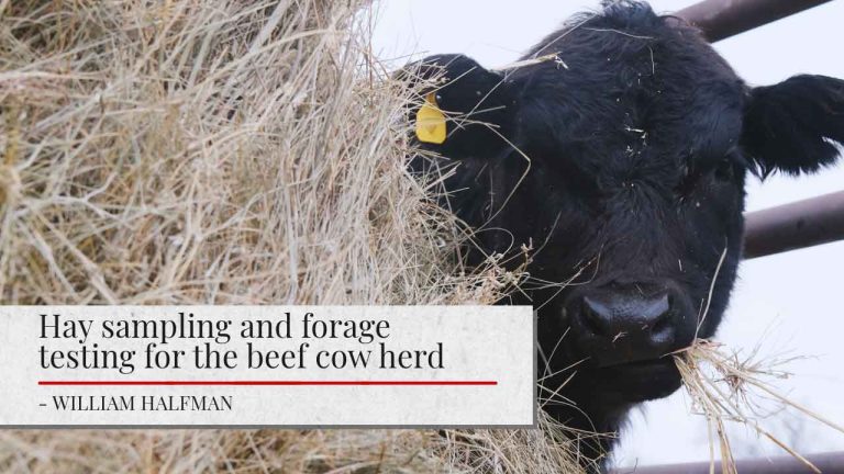Hay sampling and forage testing for the beef cow herd – Livestock