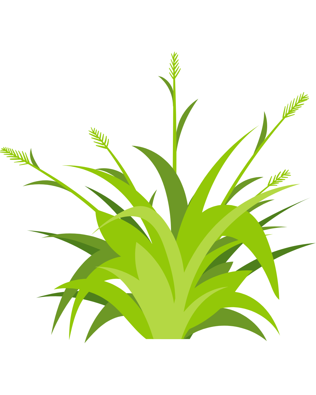 Importance of Forage Growth Stages When Grazing Cattle – Livestock