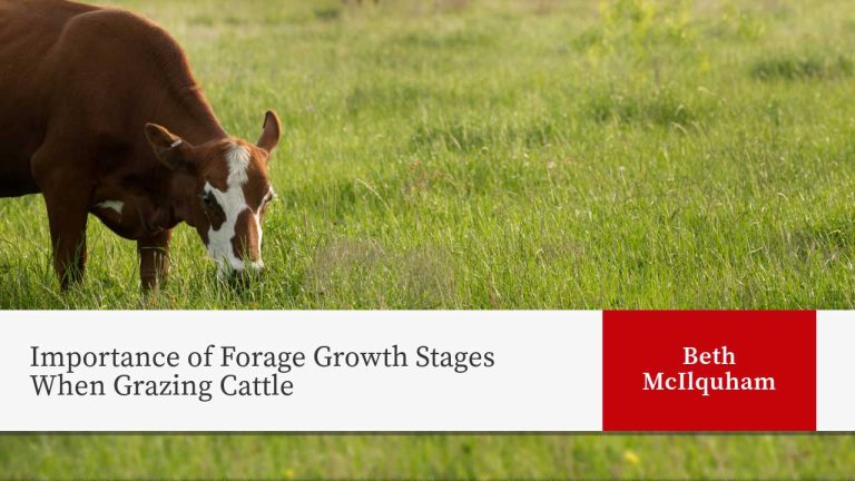 Importance of Forage Growth Stages When Grazing Cattle – Livestock