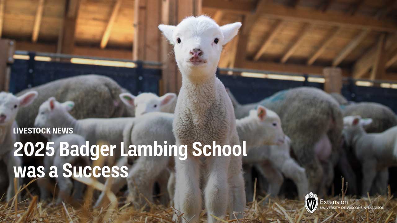 2025 Badger Lambing School was a Success – Livestock