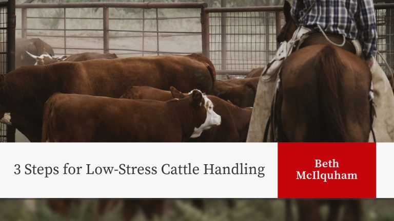 3 Steps for Low-Stress Cattle Handling – Livestock