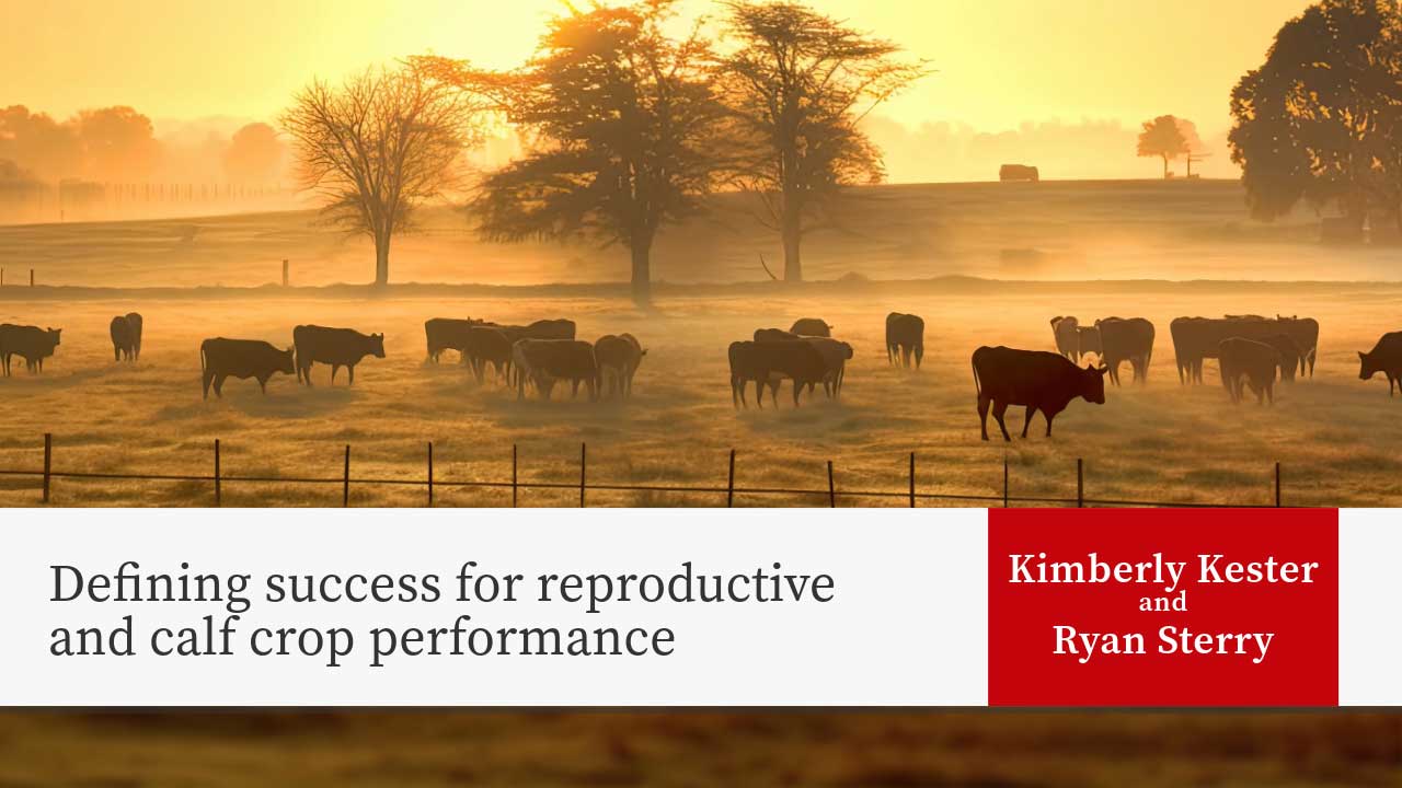 Defining success for reproductive and calf crop performance – Livestock Defining success for reproductive and calf crop performance – Livestock