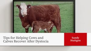 Tips for Helping Cows and Calves Recover After Dystocia – Livestock
