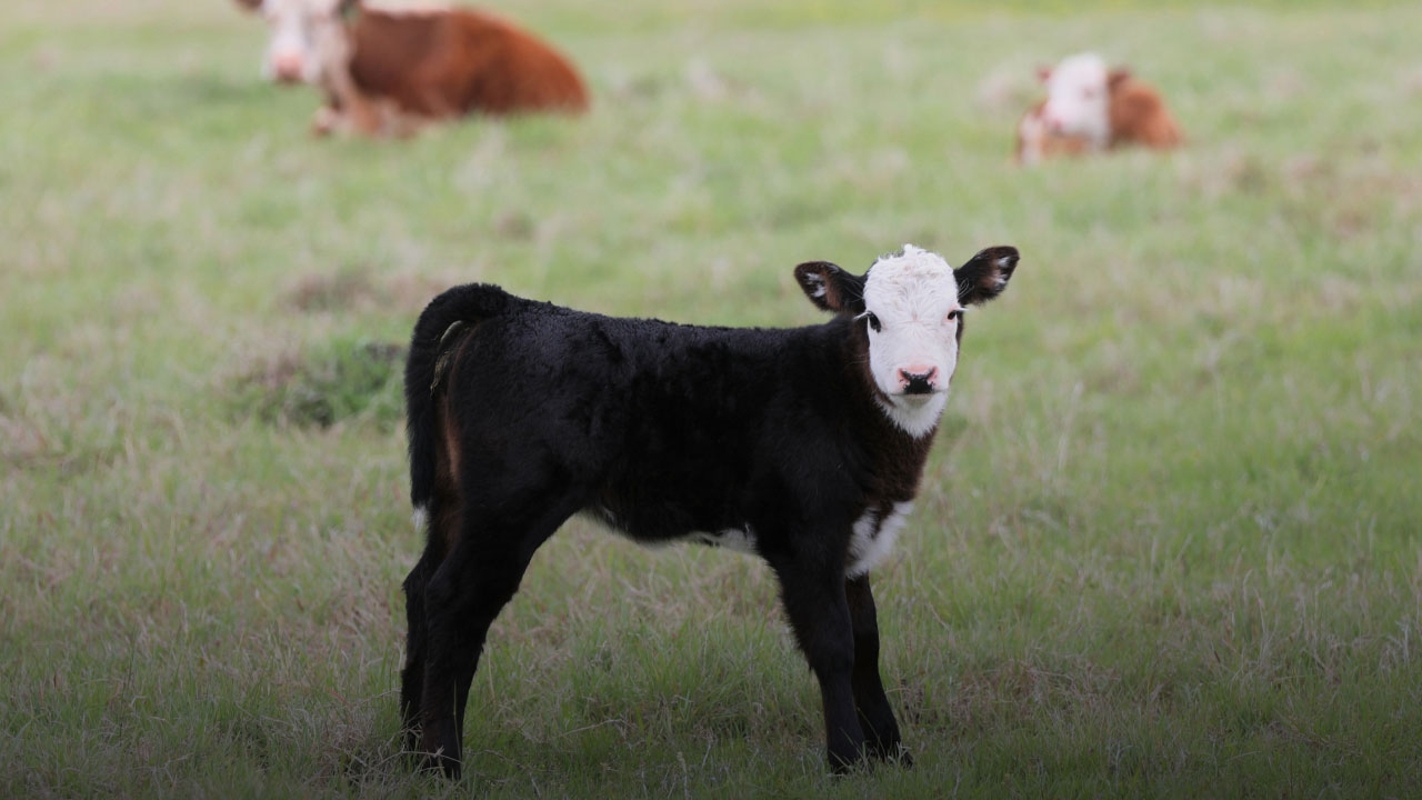 Crossbreeding Can Benefit Cow-calf Producers – Livestock